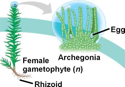 Rhizoids Html 29 08 Mosslifecycle 2 L 