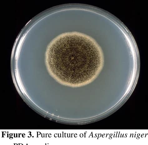 Aspergillus Niger Culture