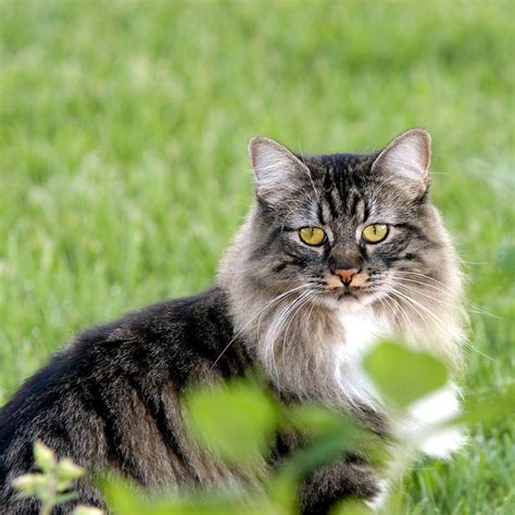15 Fluffy Cat Breeds And Types To Consider Adopting