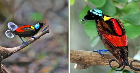 Wilsons Bird Of Paradise Stuns With Attenboroughs Dance