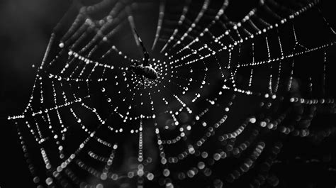 [100 ] Spider Web Wallpapers