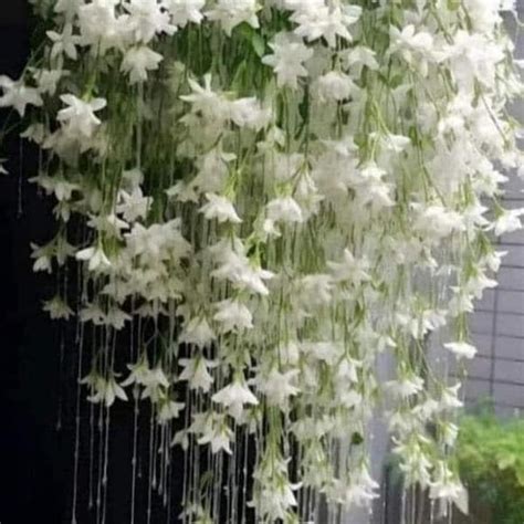 Midnight Perfume Jasmine Seeds Etsy