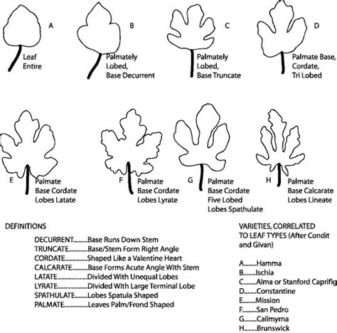 Acotanc Problems Identifying Fig Varieties Wanatca
