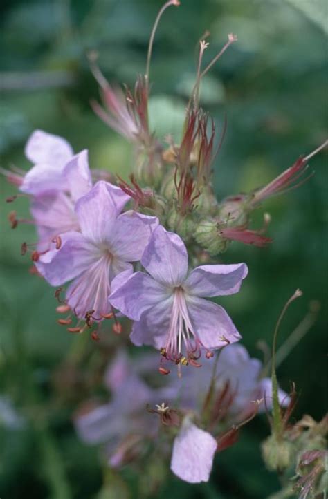 Geranium Macrorrhizum Seeds £295 From Chiltern Seeds Chiltern Seeds