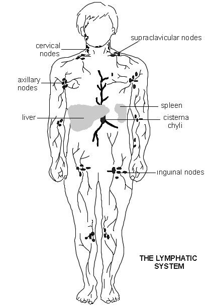 The Lymphatic System Functions Importance Of The Lymphatic System Live EnergizedLive Energized