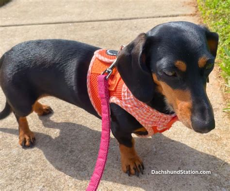 Best Dog Harnesses For Dachshunds Buyers Guide