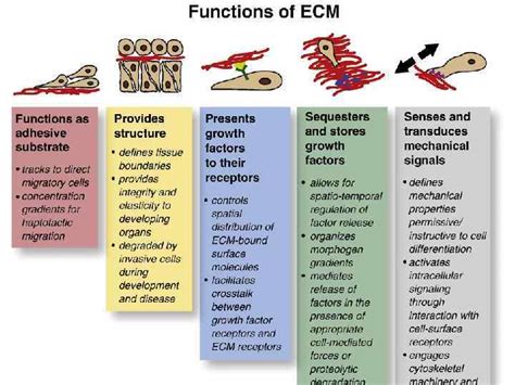 Фибронектин Figure 1 Fibronectin Primary Structure The