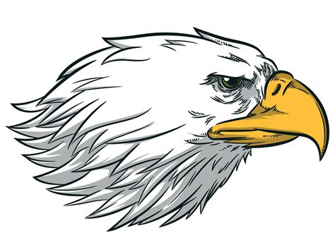 Eagle Bald Face Side View Profile 27565528 Vector Art At Vecteezy