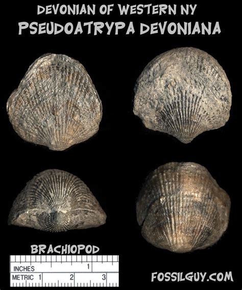 Devonian Fossils Of Western New York Fossil Hunting Locations
