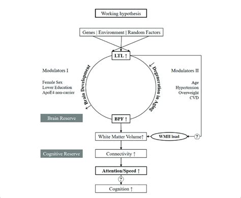Conceptual Framework Complete Guide Edrawmax