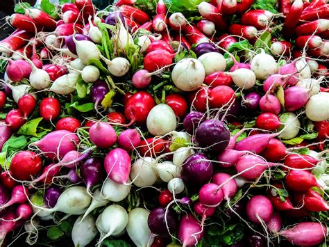 How To Guide For Growing Radishes In Containers Harpers Nurseries