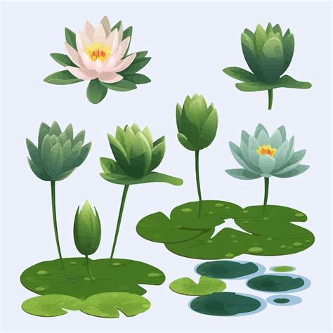 Giant Water Lilies Vectors And Illustrations For Free Download Freepik