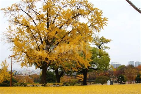 가을 노랑 은행잎 달성공원 감성 사진 이미지 일러스트 캘리그라피 Jyongp작가