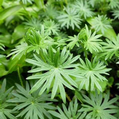 Geranium Bloody Cranesbill