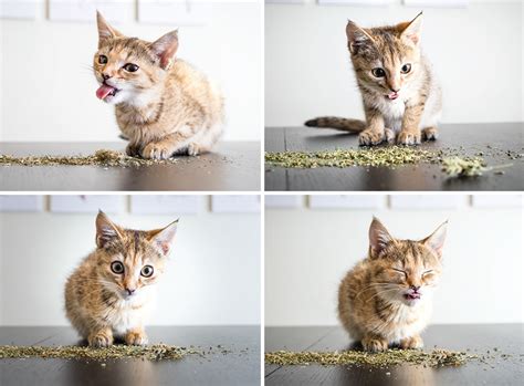 This Photographer Takes Photos Of Cats High On Catnip Pics DeMilked
