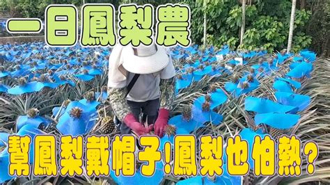 ㄧ日鳳梨農，幫鳳梨戴帽子，鳳梨也怕熱比菜農夫 Youtube