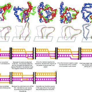 Geometry Of Interlock Resolution A Simulation Results Showing Download Scientific Diagram
