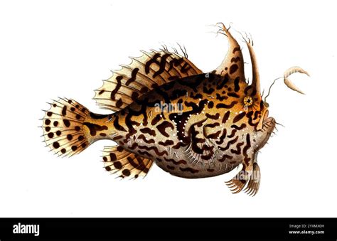 Fisch Fische Lophius Histrio Sargassum Anglerfisch Seekröte The