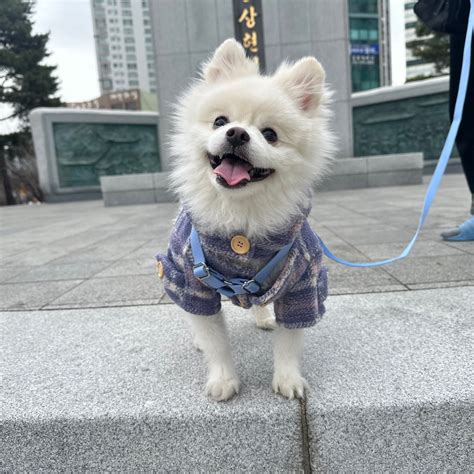 폼피츠 월이 강아지 책임분양 ♥ 강아지무료분양 고양이무료분양 유기견입양 아이조아요양보호소