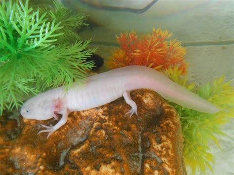Minnie The Axolotl