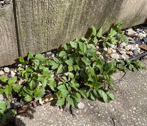 Invasive Vine Rwhatsthisplant