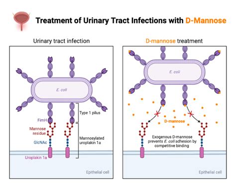 Treatment Of Urinary Tract Infections With D Mannose Biorender