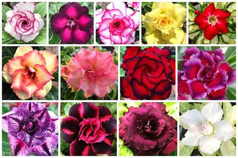 What Are The Most Beautiful Desert Roses