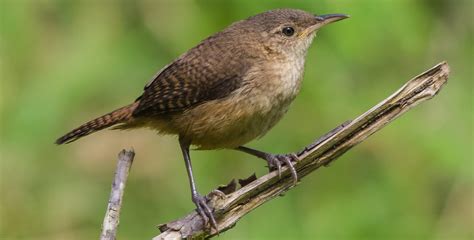 25 Small Birds That Live In Canada 2025 Bird Watching Hq