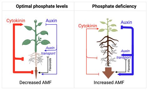 Flavonoid Auxincytokinin Link And Symbiosis Encyclopedia Mdpi