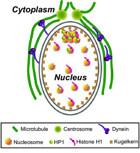 Chromatin Organization By The Microtubule Network In Drosophila