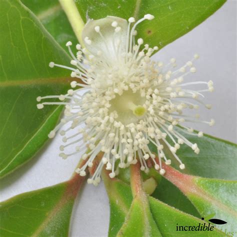 Guava Red Cherry — Incredible Edibles Nzs Edible Plant Specialists