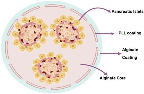 The Multilayer Structure Of An Alginate Poly L Lysine Alginate