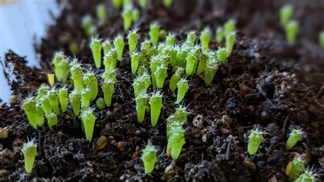 How To Sprout Cactus Seeds A Beginners Guide To Growing Cacti From Seeds