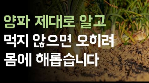 양파 양파 제대로 알고 먹지 않으면 오히려 몸에 해롭습니다 건강쓰 Youtube
