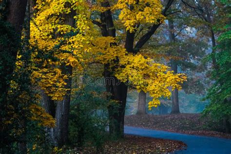 Colorful Autumn Leaves In The Sunshine As The Trees Change Color Stock