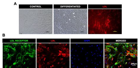 Video Author Spotlight Advancing Tissue Regeneration And Disease Modeling With Dental Pulp