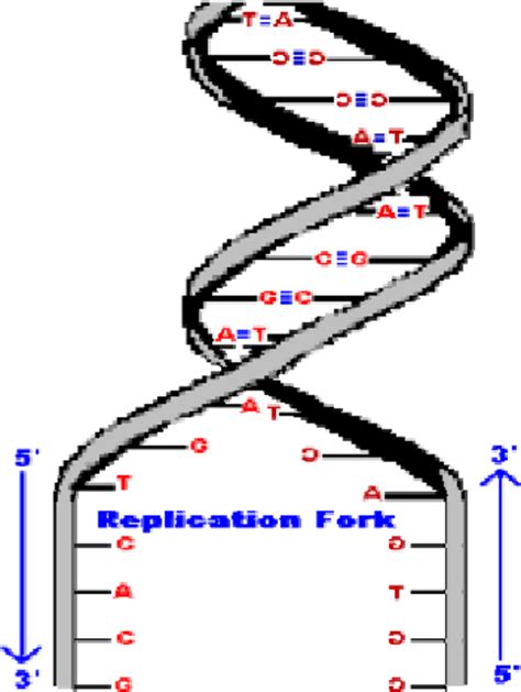 Double Stranded Structure Of Dna With Sugar Phosphate Backbone And Download Scientific Diagram