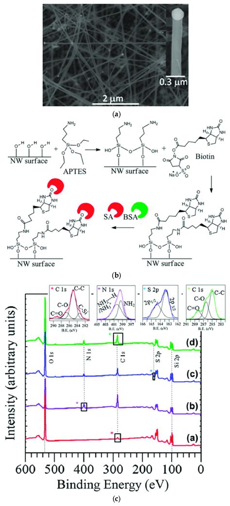A Fesem Image Of 3c Sic Nanowires Grown On A 4h Sic 0001 Substrate