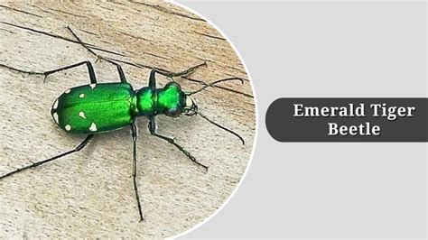 13 Common Types Of Tiger Beetles Identification With Pictures