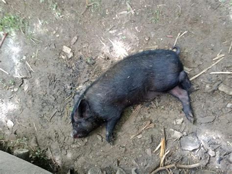Dc Kohima Notifies On Detection Of African Swine Fever Nagaland