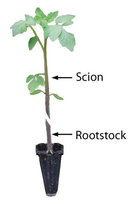 Grafted Tomatoes