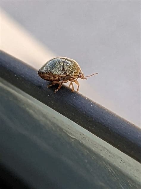 Kudzu Bug In The Evening R Insects
