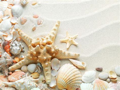 200 Seashell Pictures