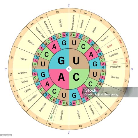 Ilustración De Genetic Code The Three Bases Of An Mrna Codon Amino Acid