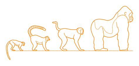 Non Human Primate Species