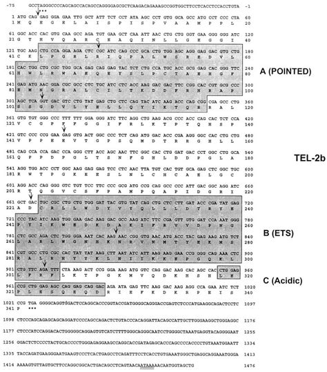 Complete Nucleotide Sequence And Predicted Amino Acid Sequence Of