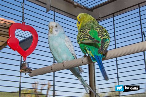 Parakeet Colors Varieties