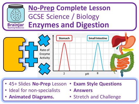 Gcse Biology Enzymes And Digestion Questions At Beth Heard Blog