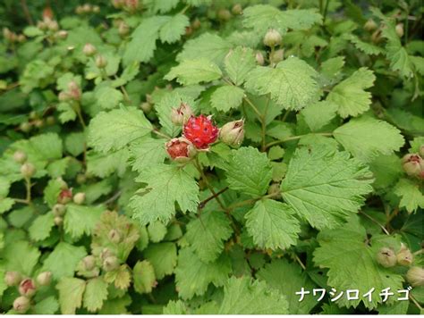 松ヤニ ド底辺IT土方 on Twitter ずっとヘビイチゴだと思ってたのがナワシロイチゴだった