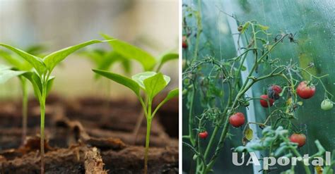 Як правильно підготувати теплицю до посадки як знезаразити землю у теплиці